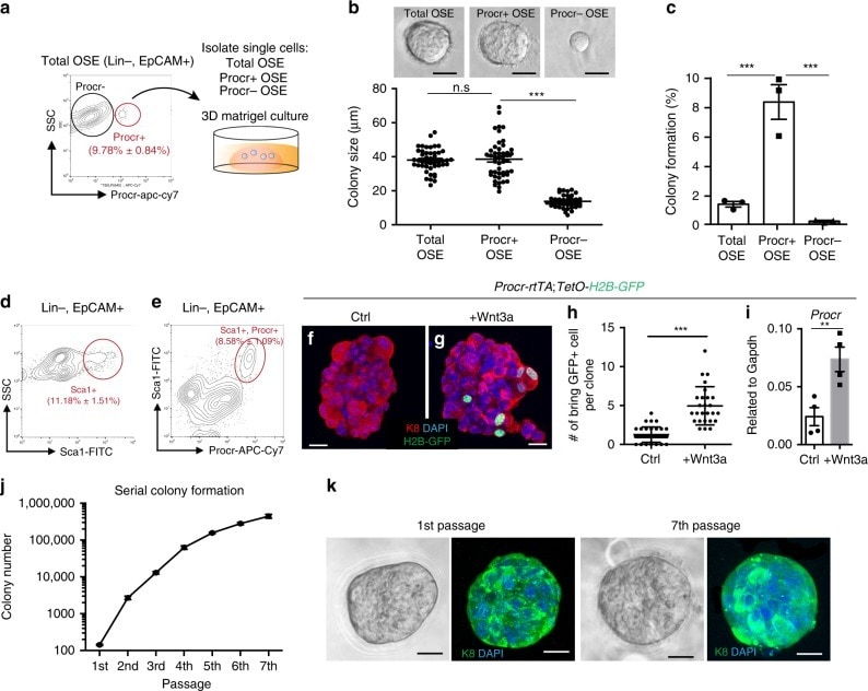 CD326 (EpCAM) Antibody, FITC (11-5791-82)