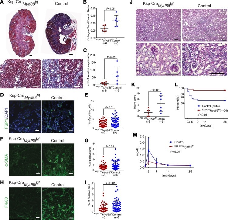 F4/80 Antibody, eFluor™ 570 (41-4801-82)