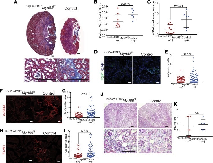 F4/80 Antibody, eFluor™ 450 (48-4801-82)