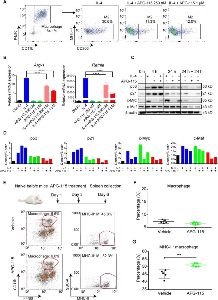 CD206 (MMR) Antibody, APC (17-2061-82)