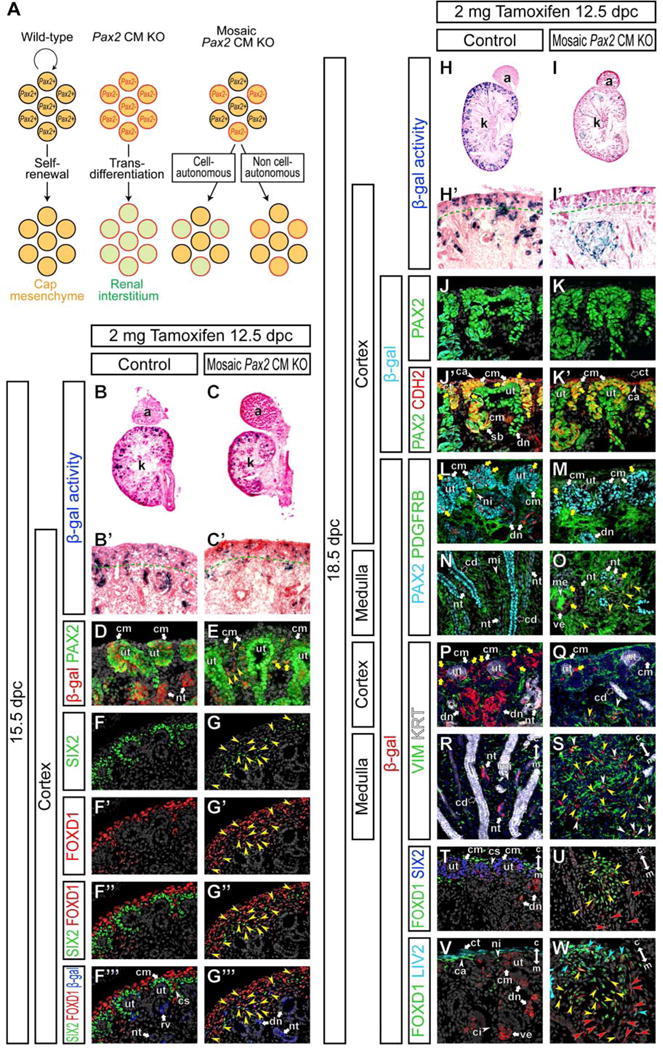 CD140b (PDGFRB) Antibody, Biotin (13-1402-82)