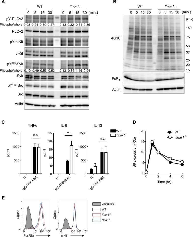 FceR1 alpha Antibody (14-5898-82)