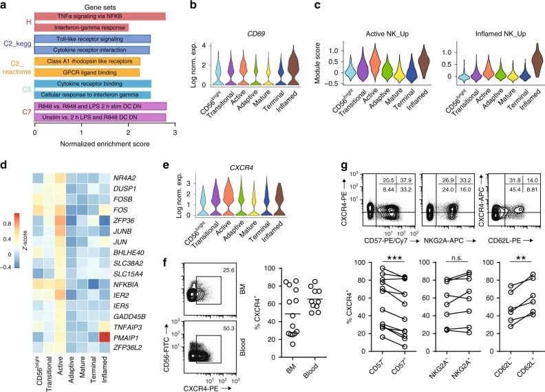 CD62L (L-Selectin) Antibody, PE (12-0629-42)