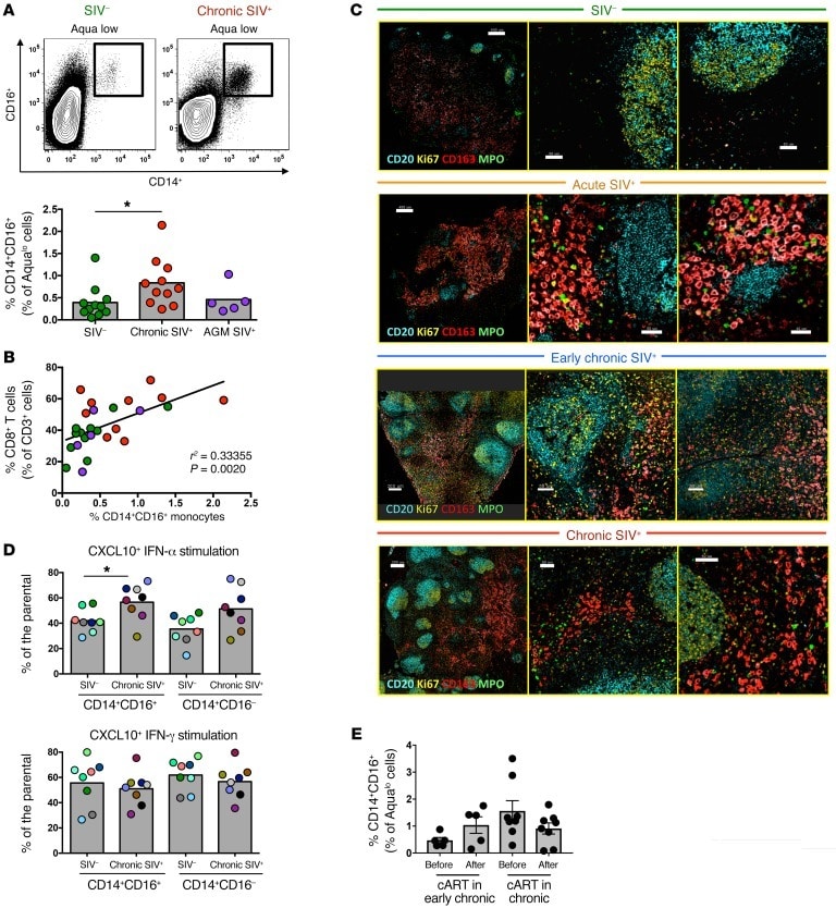 CD20 Antibody (14-0202-82)