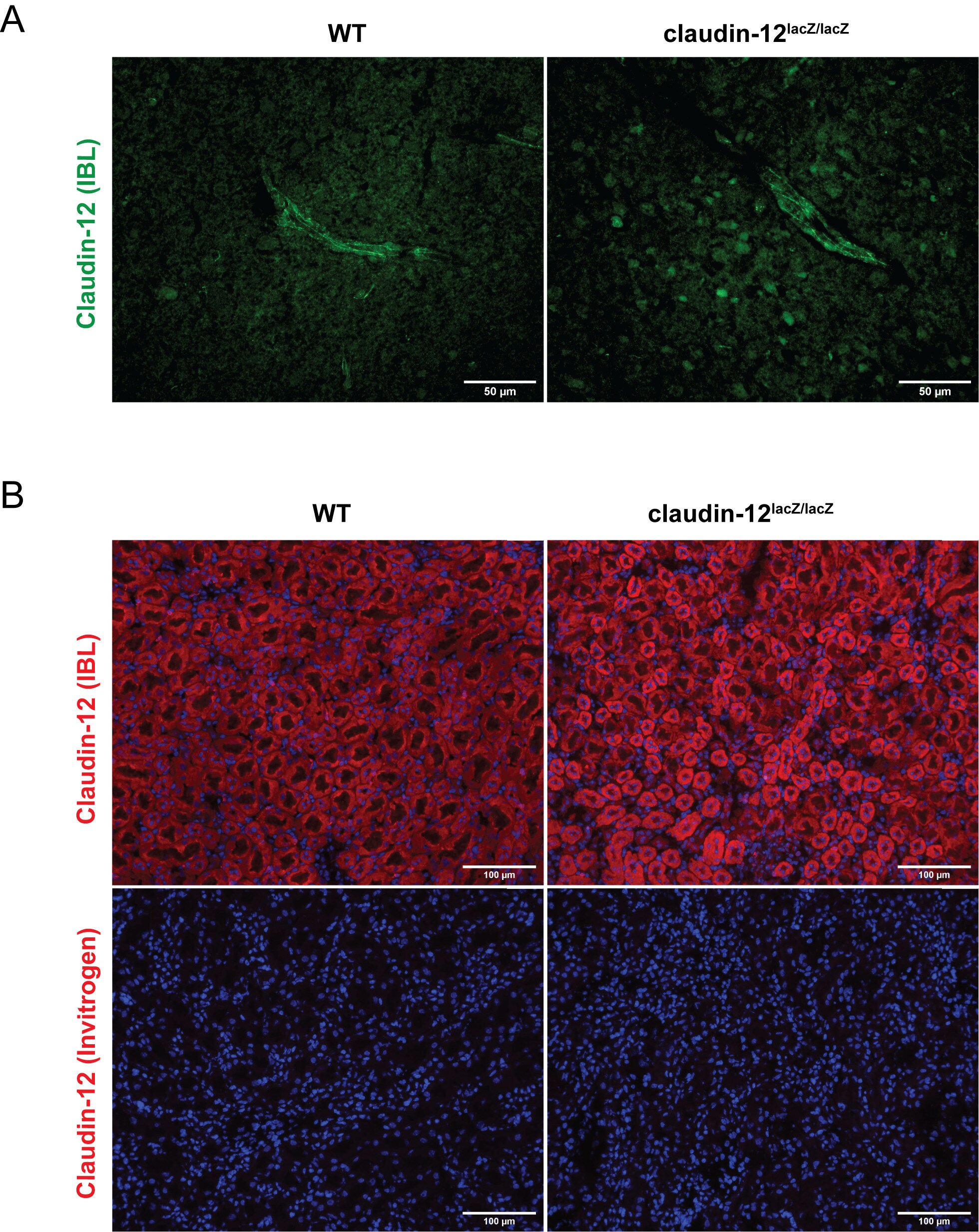 Claudin 12 Antibody (38-8200)