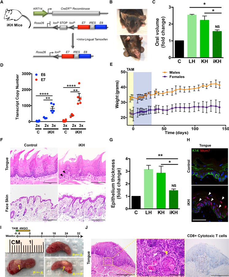 CD8a Antibody, Biotin (13-0808-82)