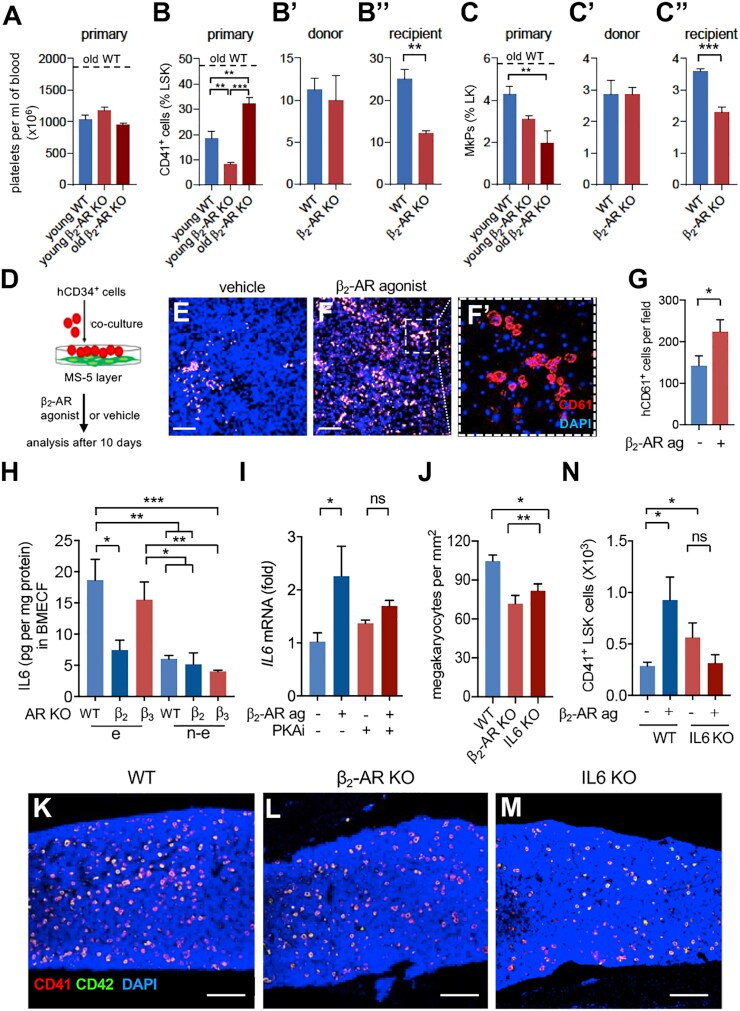 CD117 (c-Kit) Antibody, PE-Cyanine7 (25-1171-82)