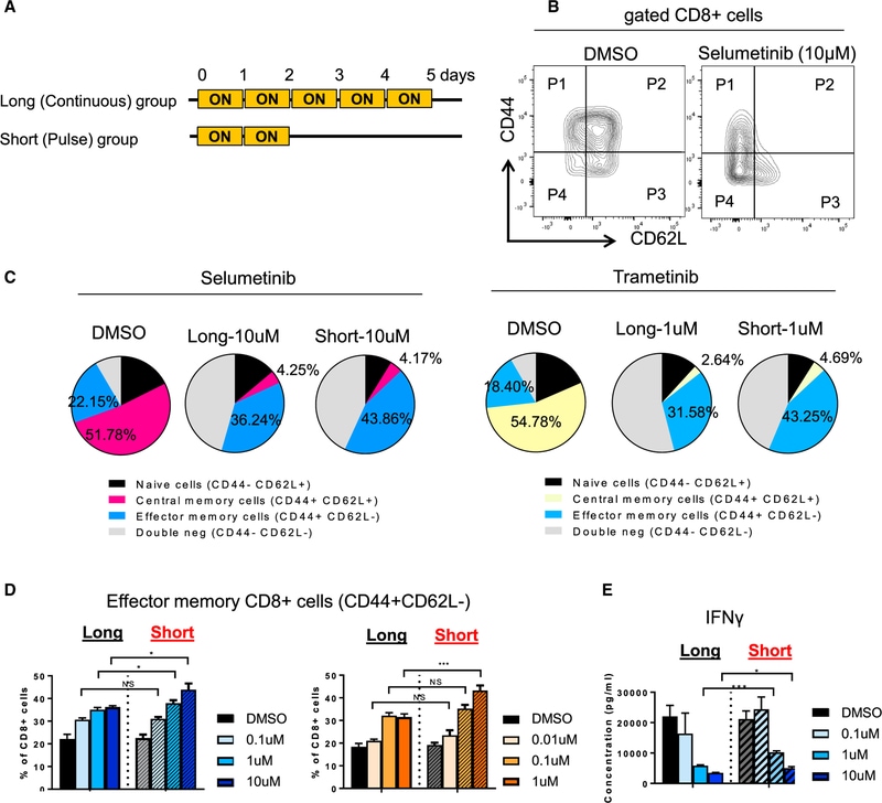 CD62L (L-Selectin) Antibody, Biotin (13-0621-82)