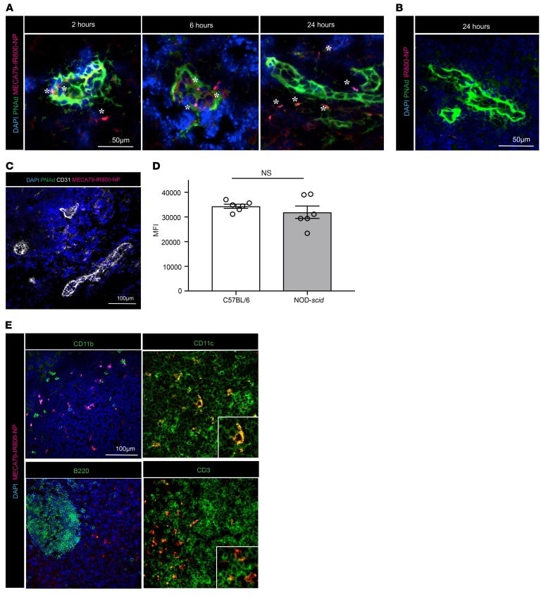 CD3 Antibody, Alexa Fluor™ 488 (53-0032-82)