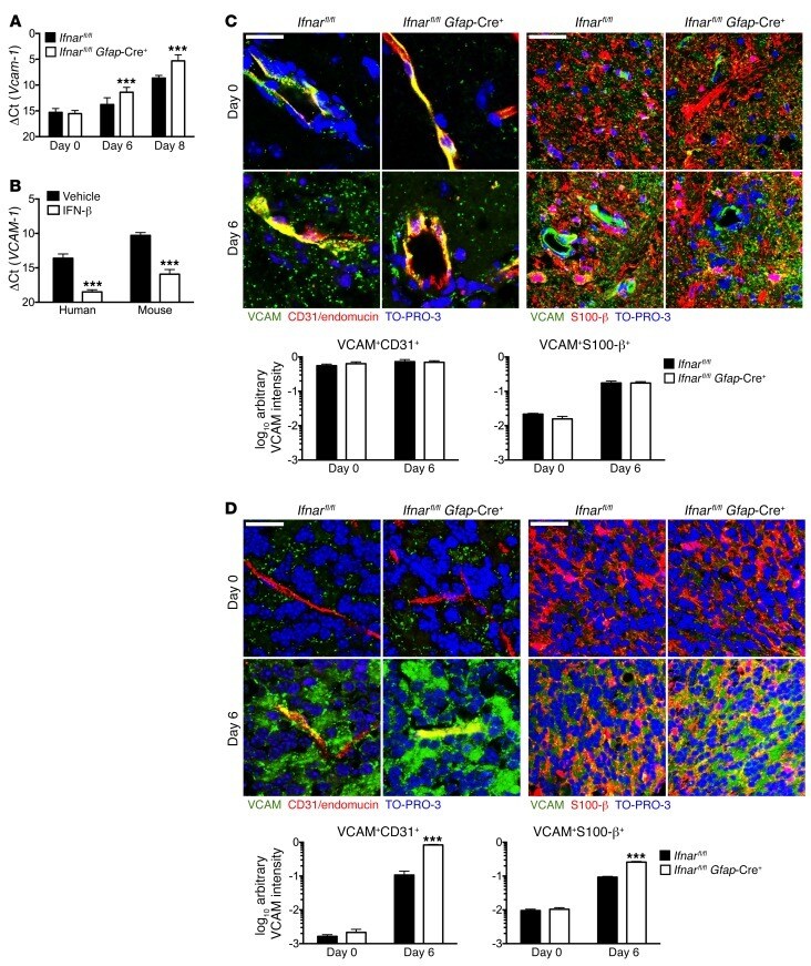 Endomucin Antibody (14-5851-82)