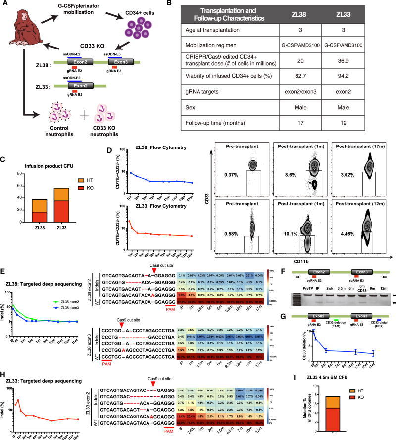 CD33 Antibody (14-0339-82)