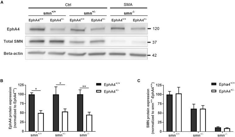 EphA4 Antibody (37-1600)