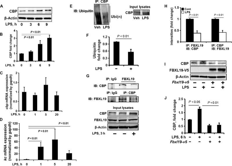 Ubiquitin Antibody (13-1600)