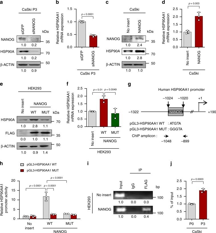 HSP90 alpha Antibody (PA3-013)