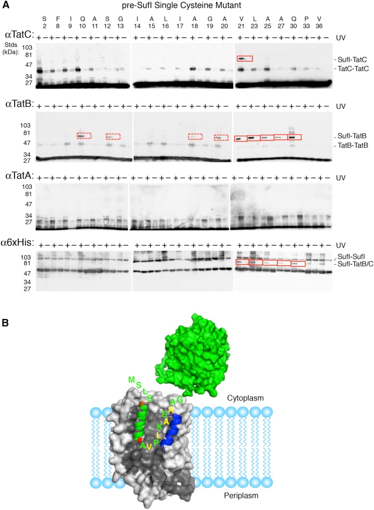 6x-His Tag Antibody (MA1-21315)