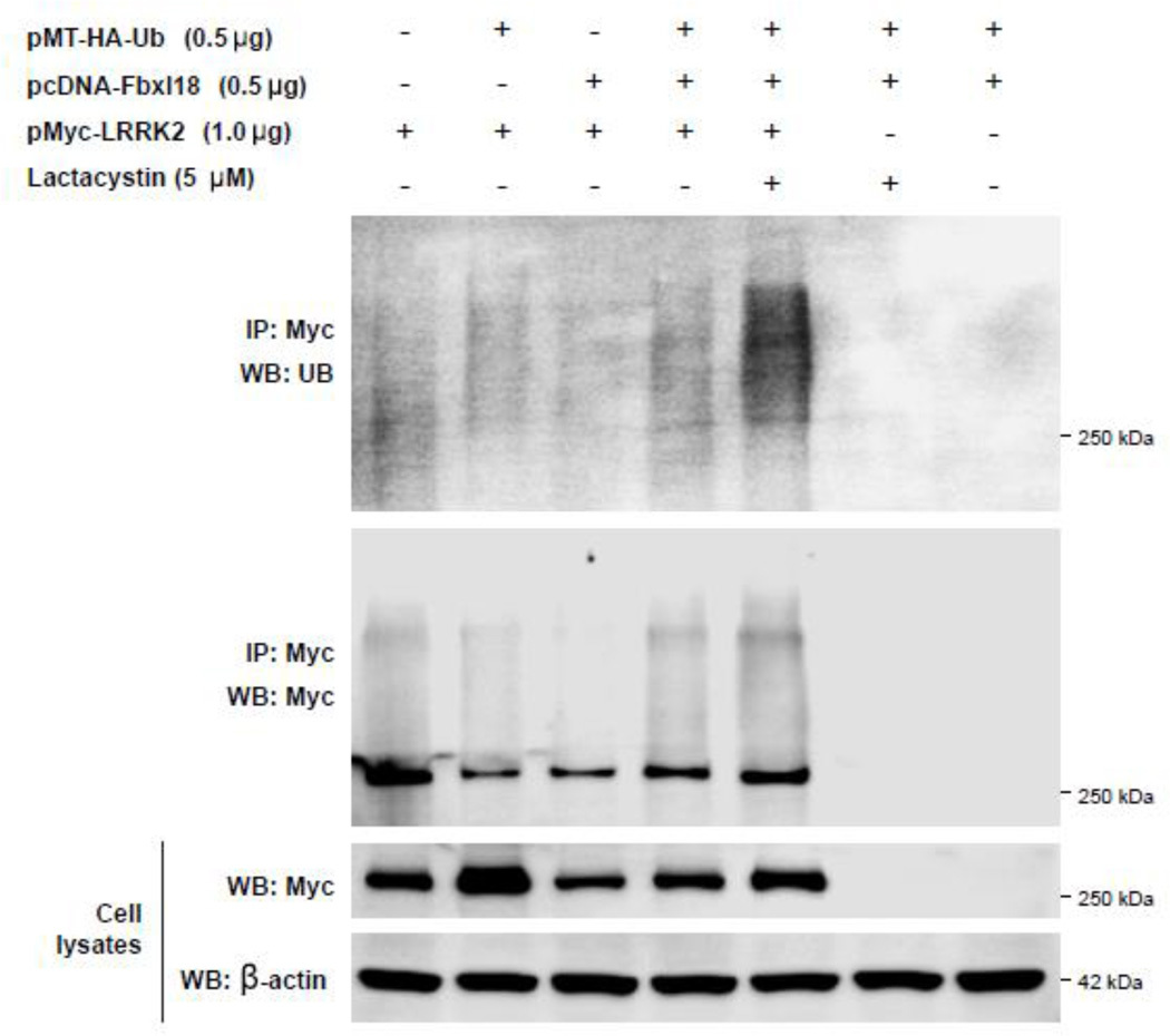 Ubiquitin Antibody (13-1600)