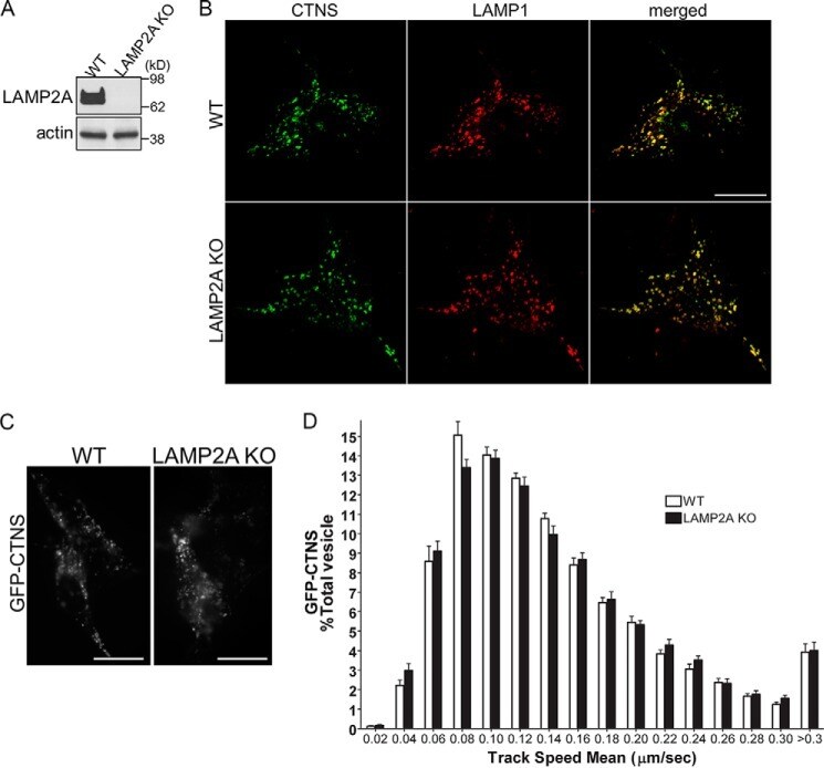 LAMP-2A Antibody (51-2200)