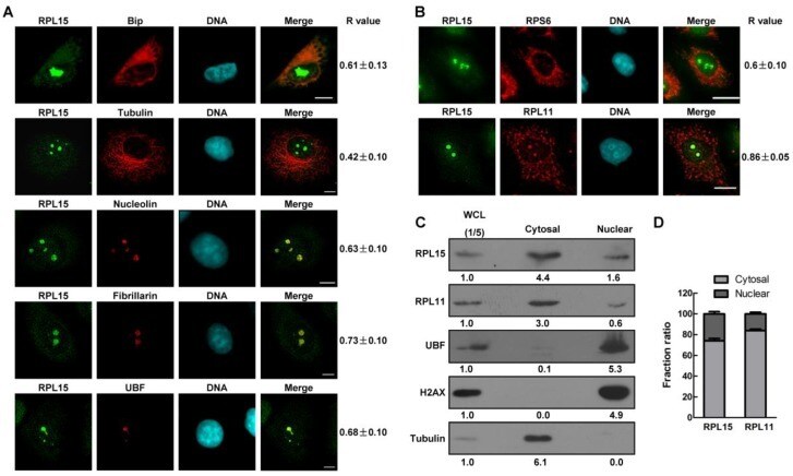 RPL11 Antibody (37-3000)