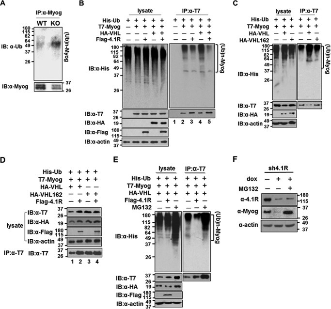 6x-His Tag Antibody (37-2900)