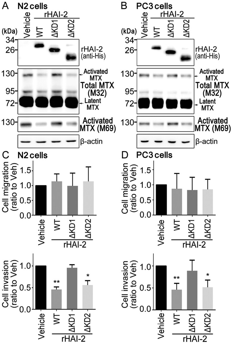 6x-His Tag Antibody (MA1-21315)