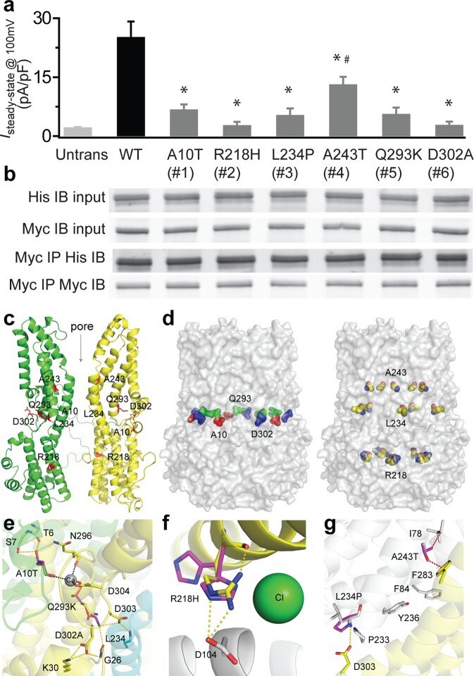 c-Myc Antibody (MA1-980)