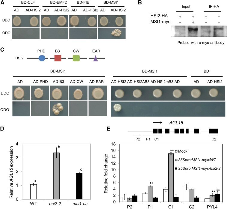 c-Myc Antibody (MA1-980)