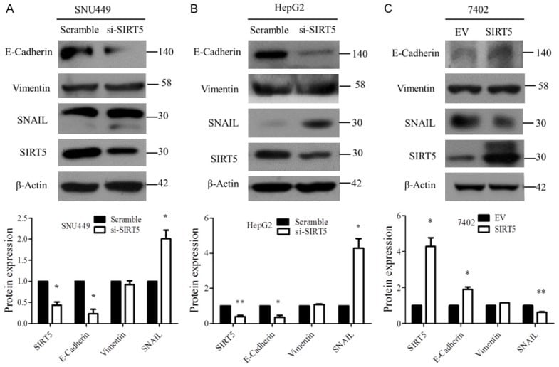 Vimentin Antibody (PA5-27231)