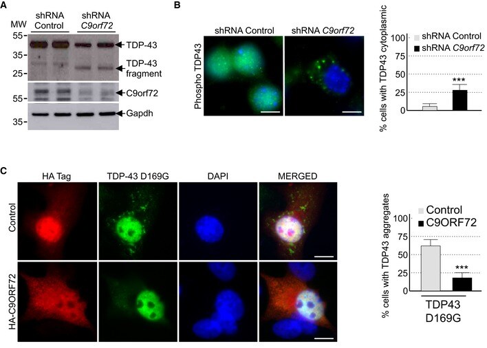 HA Tag Antibody (26183)