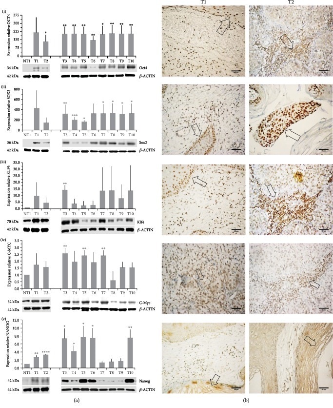 KLF4 Antibody (MA5-15672)