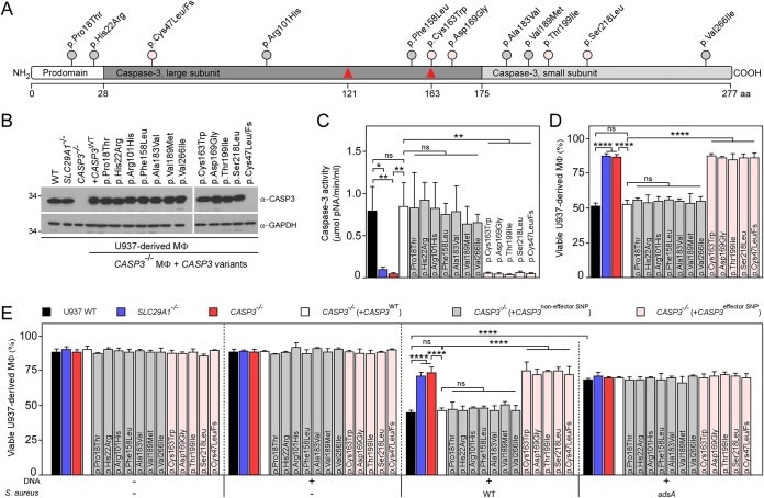 GAPDH Antibody (PA1-987)