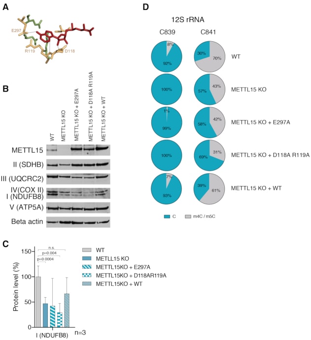 SDHB Antibody (459230)