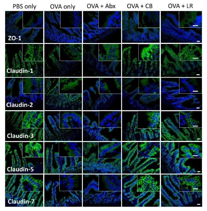 Claudin 1 Antibody (71-7800)