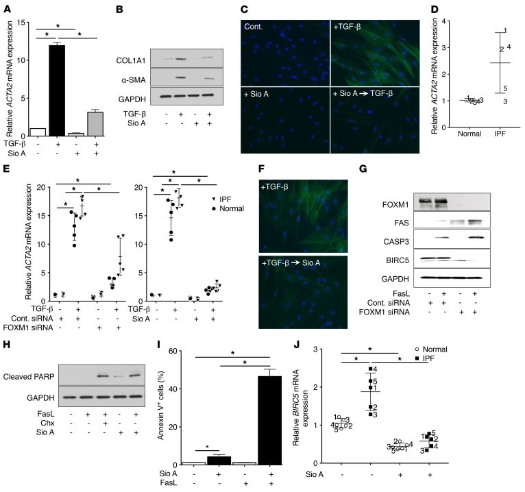 COL1A1 Antibody (PA5-29569)