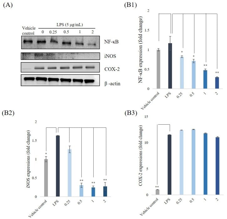 iNOS Antibody (PA1-036)