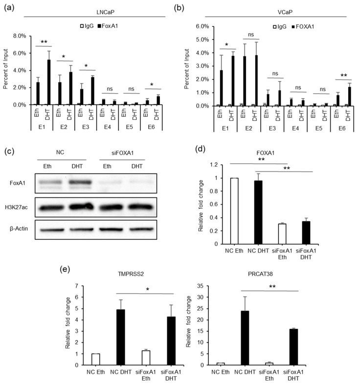 H3K27ac Antibody (720096)
