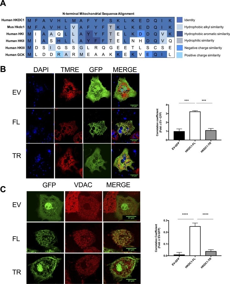 VDAC Antibody (PA1-954A)