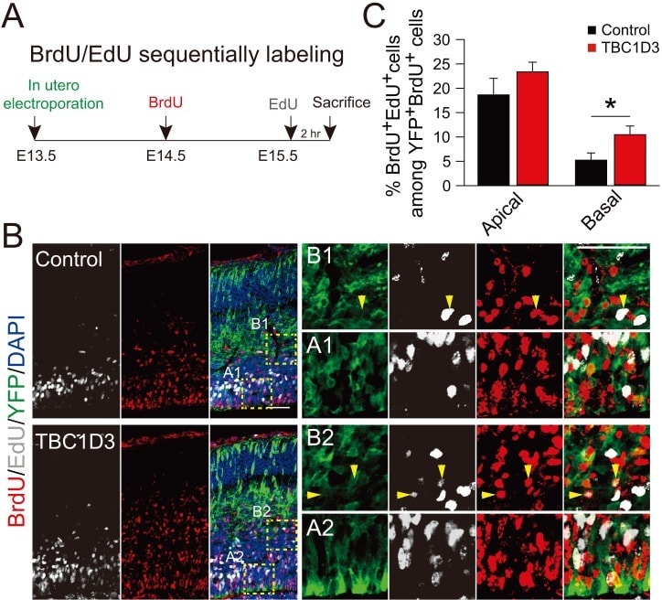 BrdU Antibody (B35128)