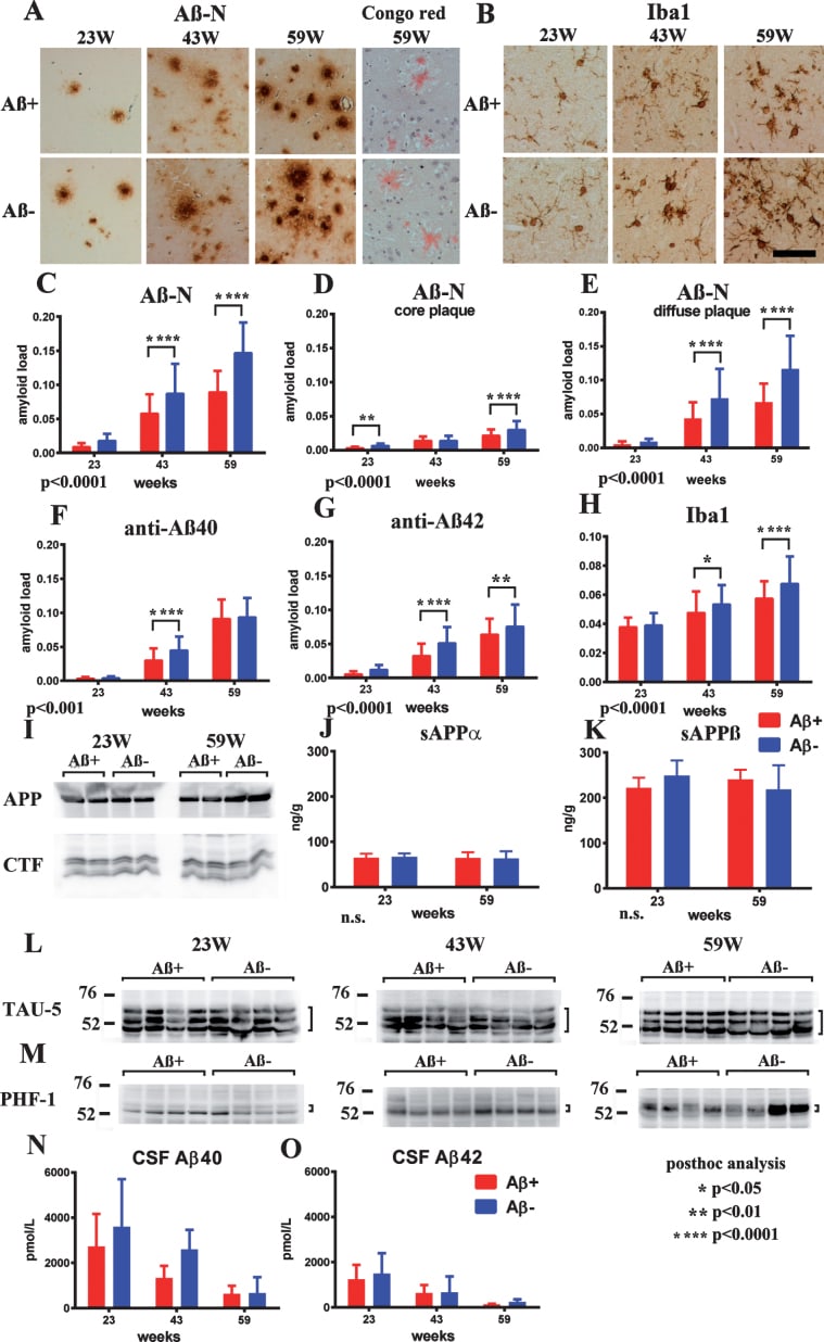 beta Amyloid (1-42) Antibody (44-344)