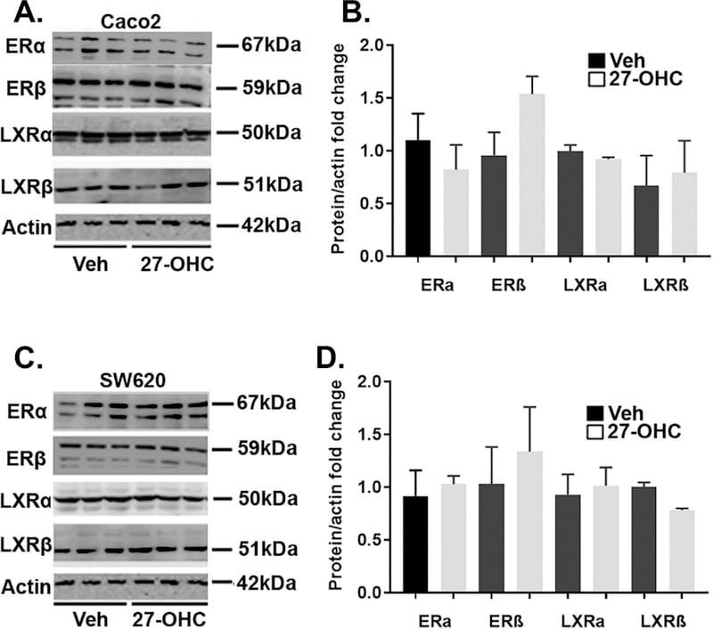 LXR beta Antibody (PA1-333)