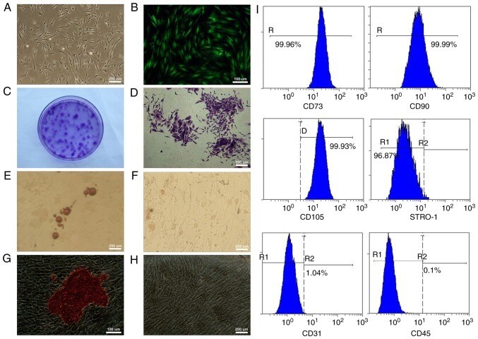 STRO-1 Antibody (39-8401)