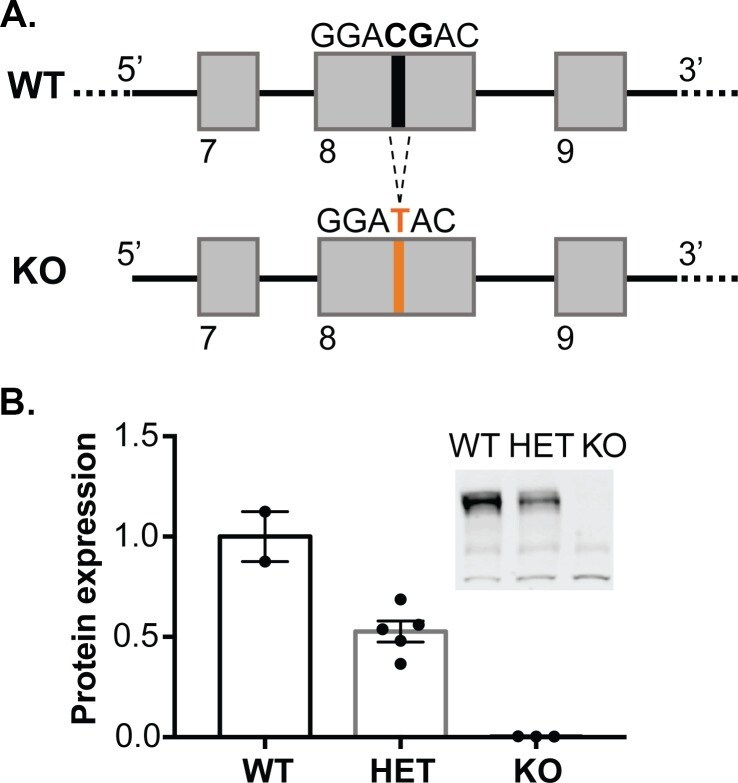 SynGAP Antibody (PA1-046)