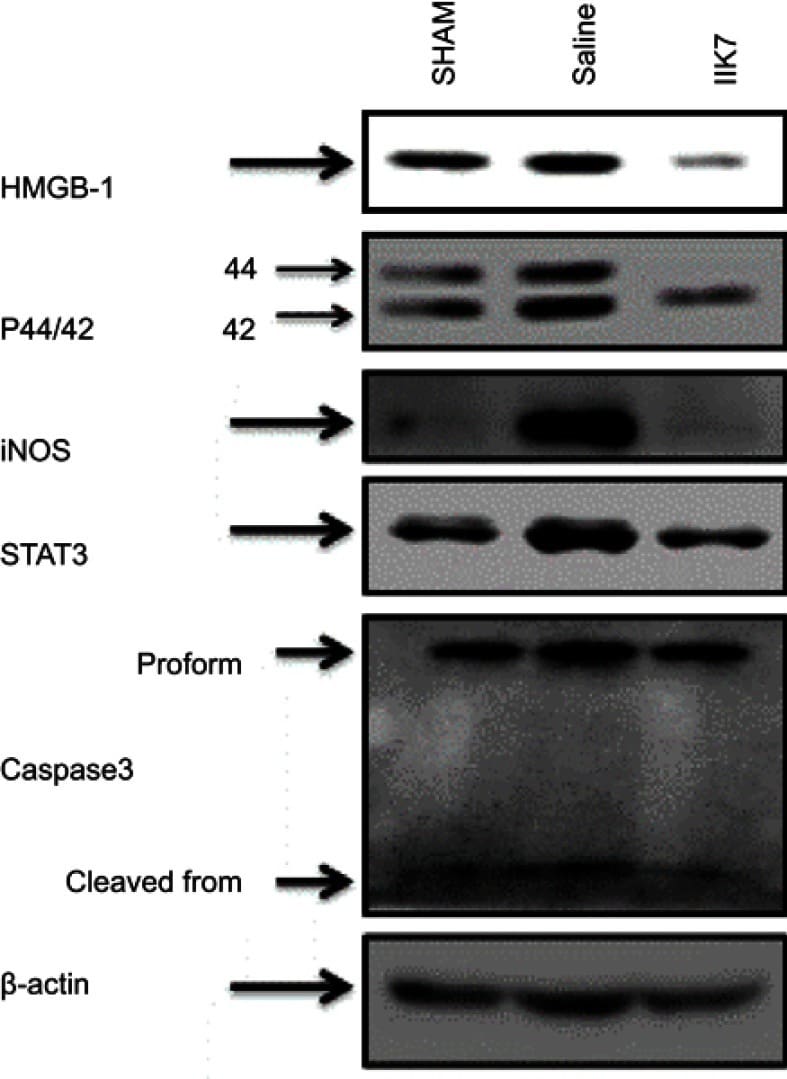 iNOS Antibody (PA3-030A)