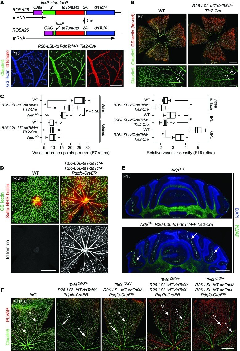 Claudin 5 Antibody, Alexa Fluor™ 488 (352588)