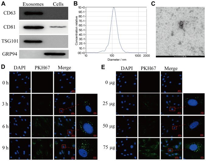 CD81 Antibody (10630D)