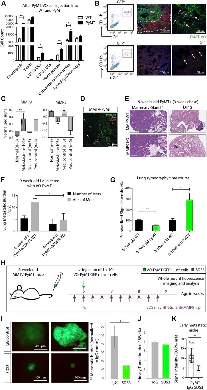 Ly-6G/Ly-6C Antibody (MA1-70099)