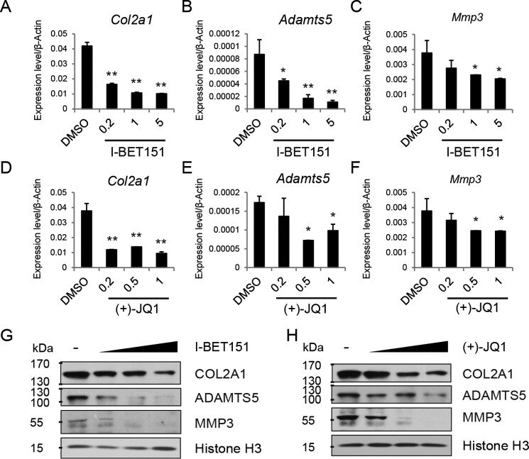 ADAMTS5 Antibody (PA5-14350)