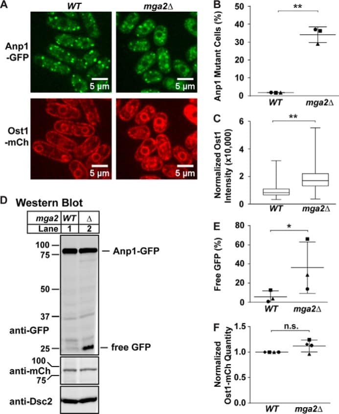 mCherry Antibody (PA5-34974)