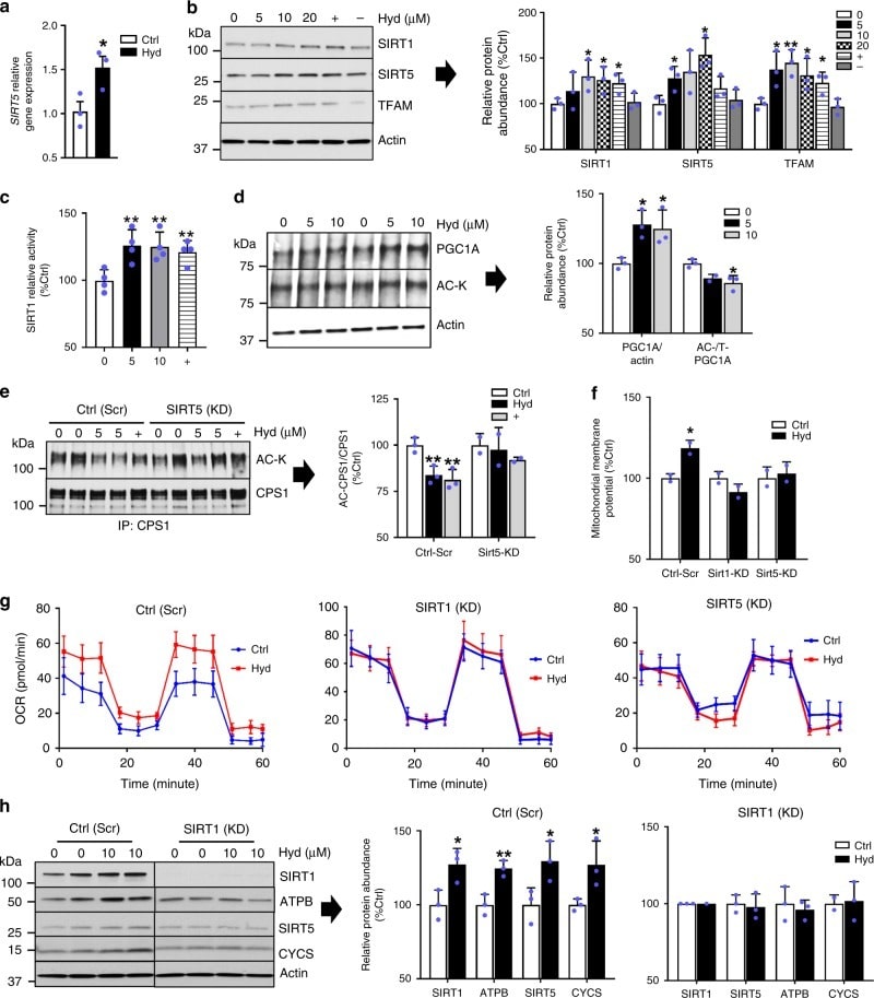 beta Actin Antibody, HRP (MA5-15739-HRP)