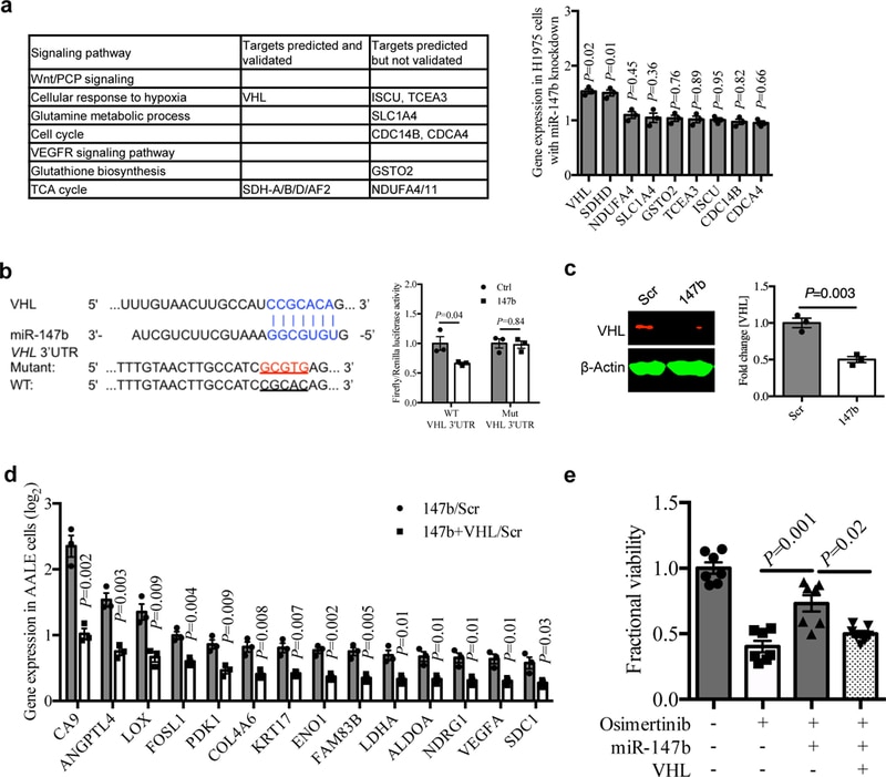 VHL Antibody (PA5-27322)