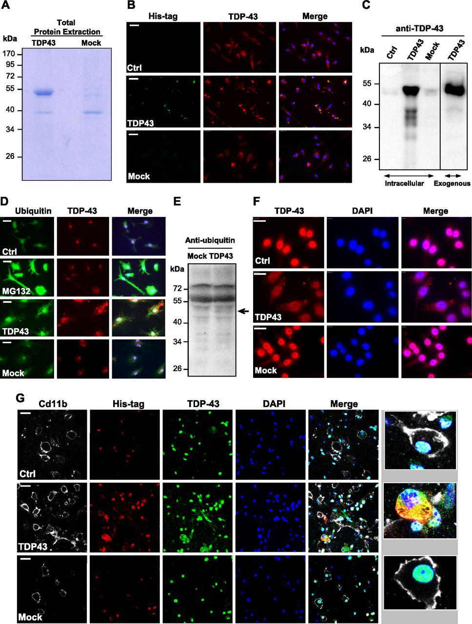 6x-His Tag Antibody (MA1-21315)